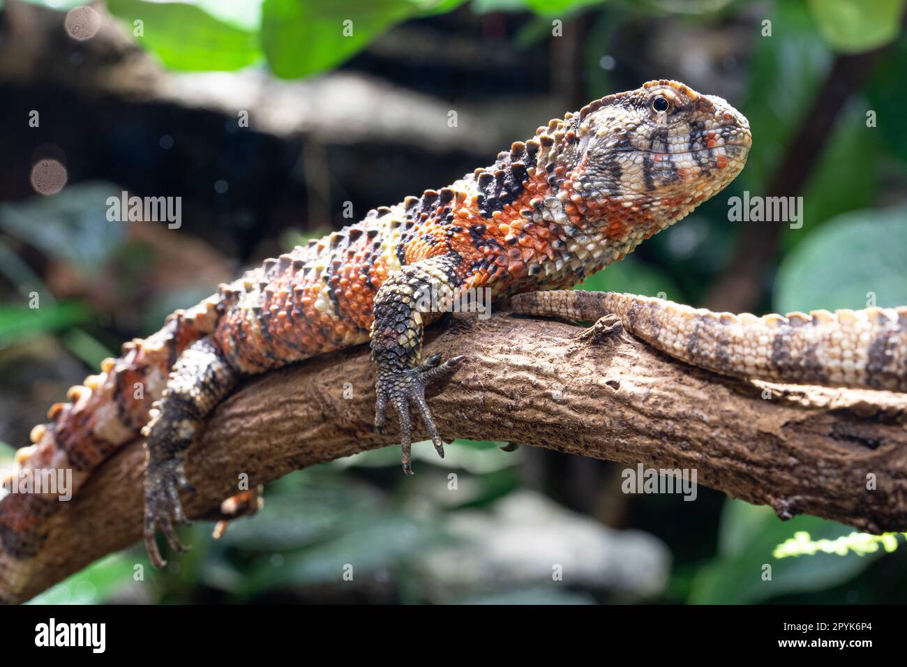Chinese Crocodile Lizard, Shinisaurus crocodilurus Stock Photo - Alamy