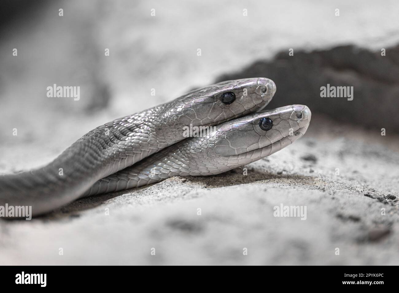 Black mamba snake hi-res stock photography and images - Alamy