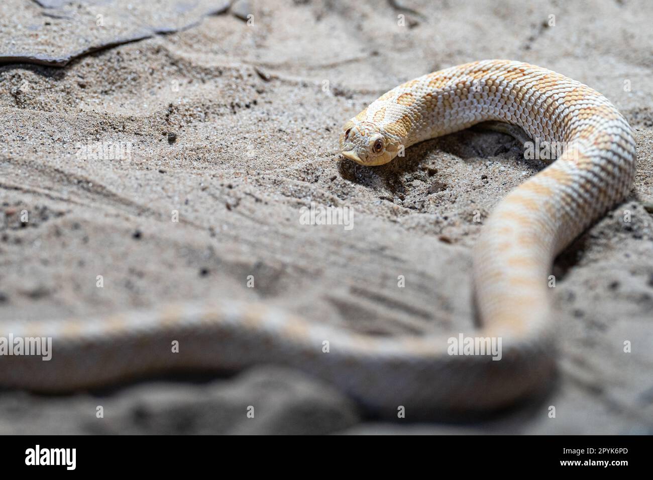 Texas hog-nosed snake, Heterodon nasicus Stock Photo - Alamy