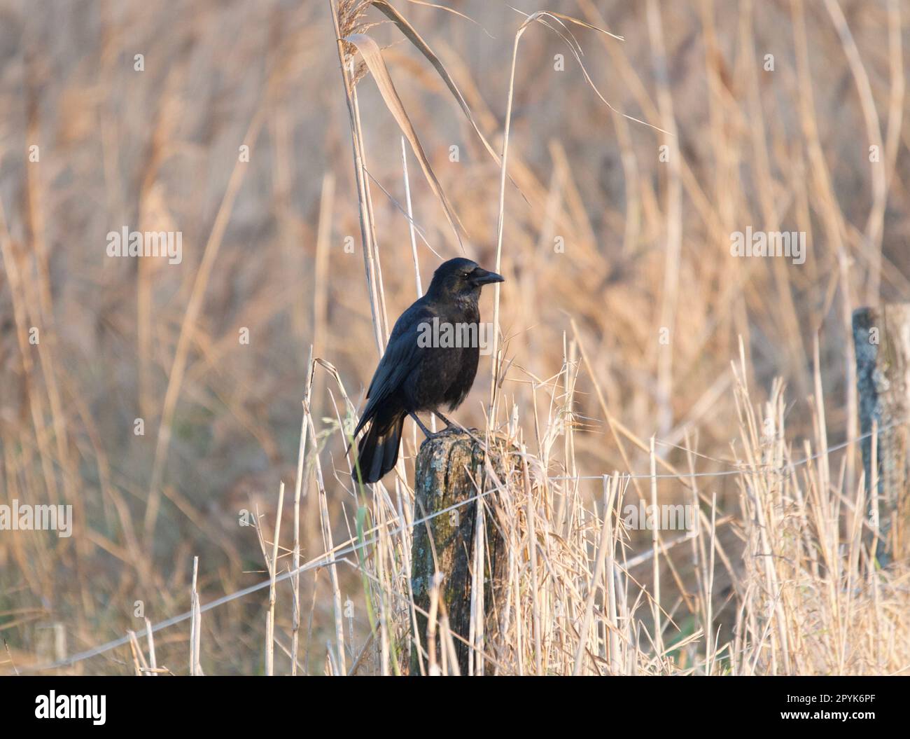 A crow bird sitting on a pole Stock Photo - Alamy