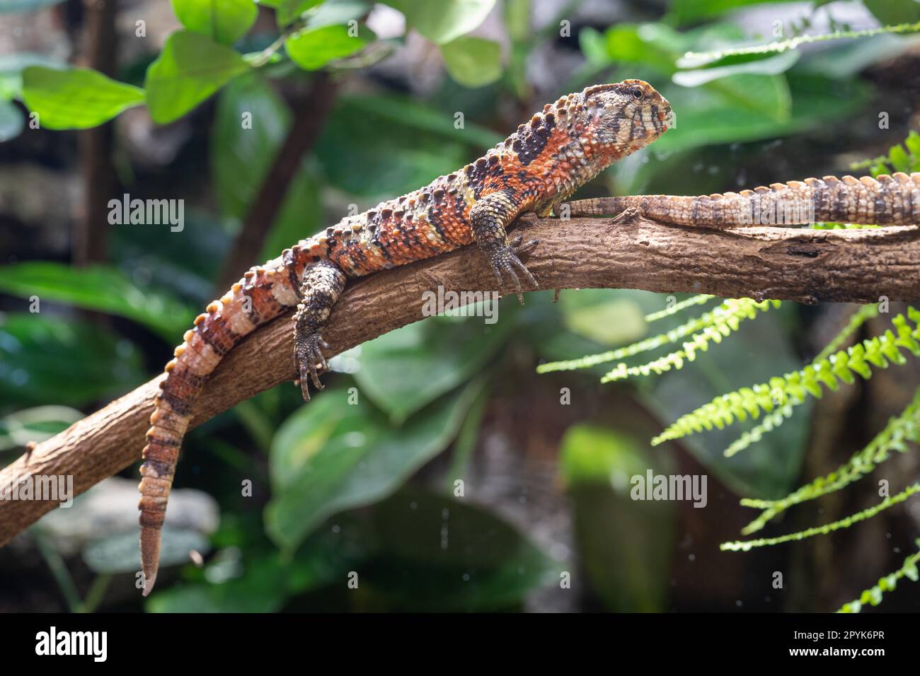 Chinese Crocodile Lizard, Shinisaurus crocodilurus Stock Photo - Alamy
