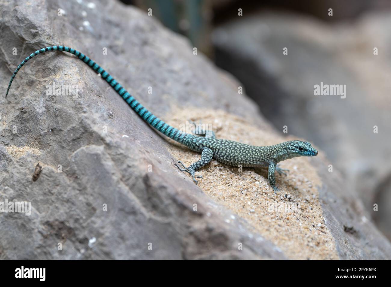 Sharp-snouted lizard, Dalmatolacerta oxycephala Stock Photo - Alamy