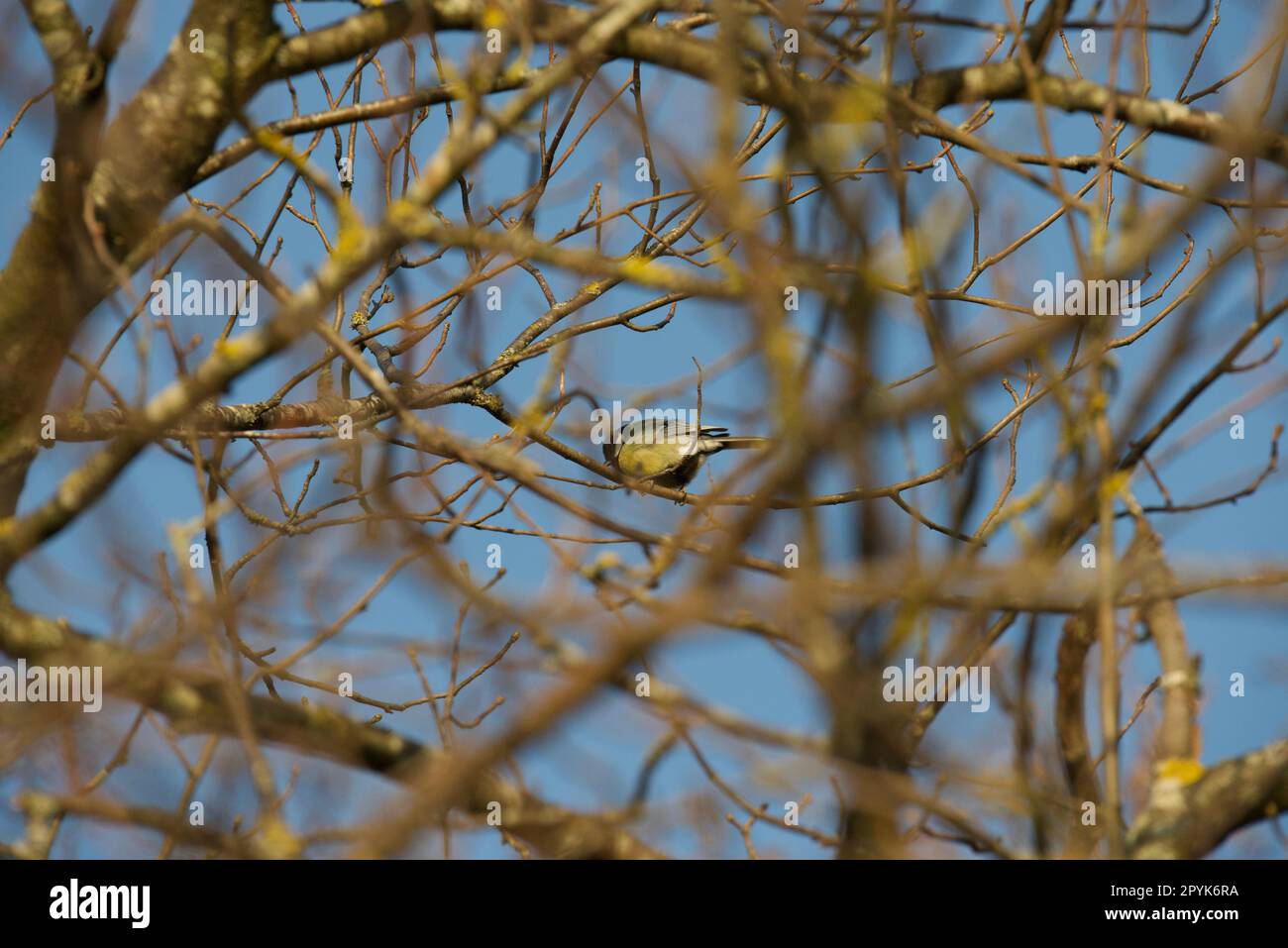 Singing Bird on a tree Stock Photo - Alamy