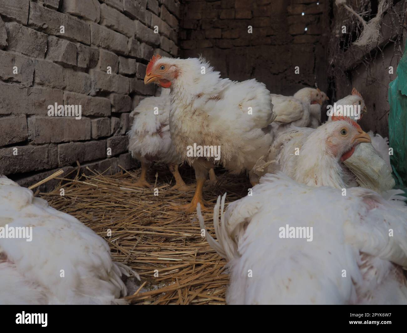 White chickens farm, real scenery. Chickens in the village barn ...
