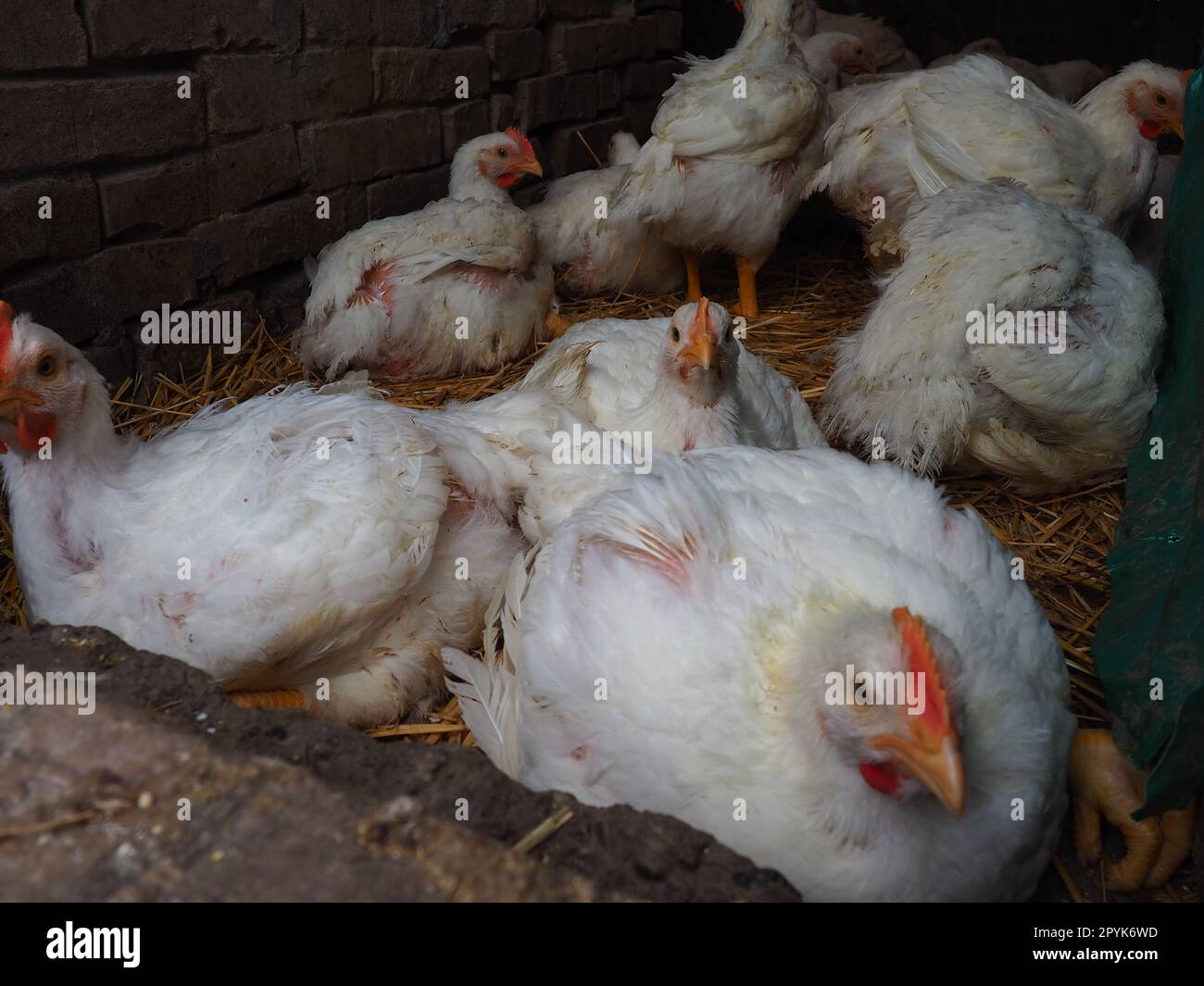 White chickens farm, real scenery. Chickens in the village barn ...