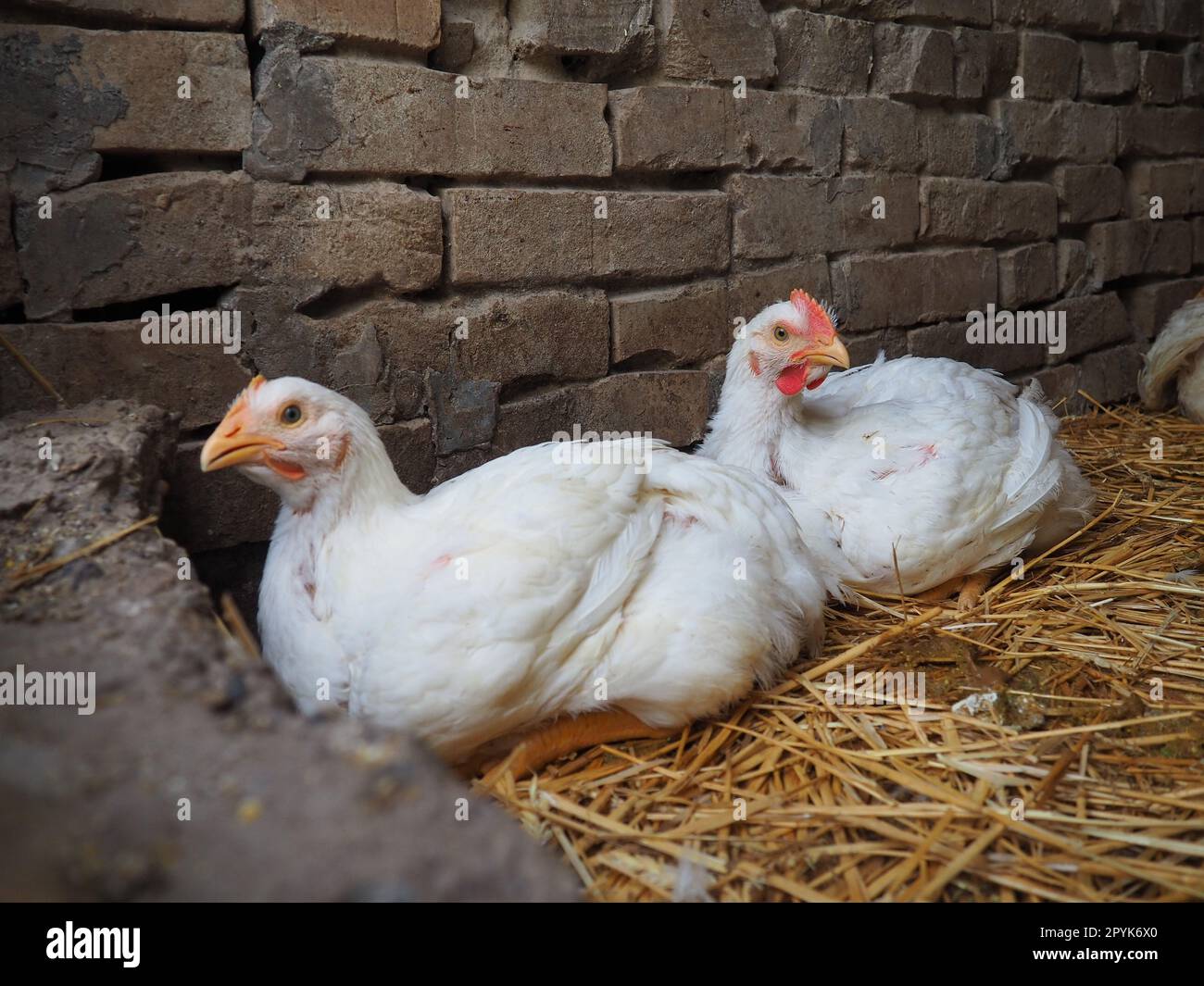 White chickens farm, real scenery. Chickens in the village barn ...