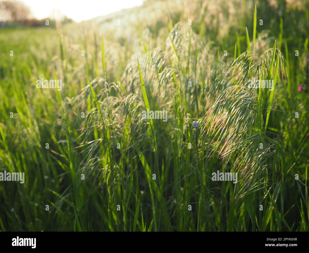 Spectacular view of green rural land and cultivated fields. Europe ...