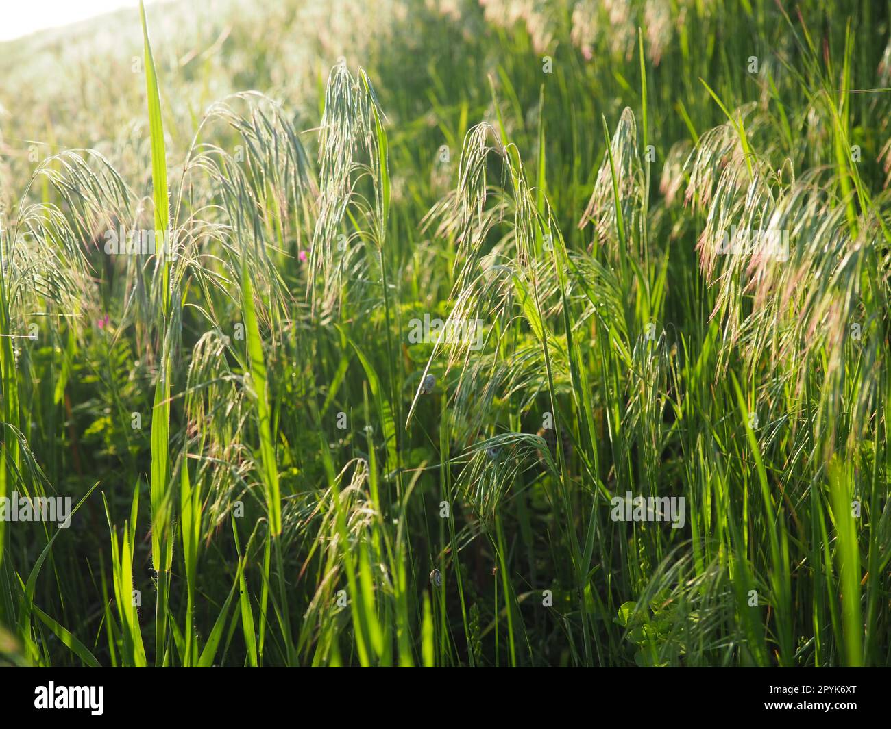 Spectacular view of green rural land and cultivated fields. Europe ...