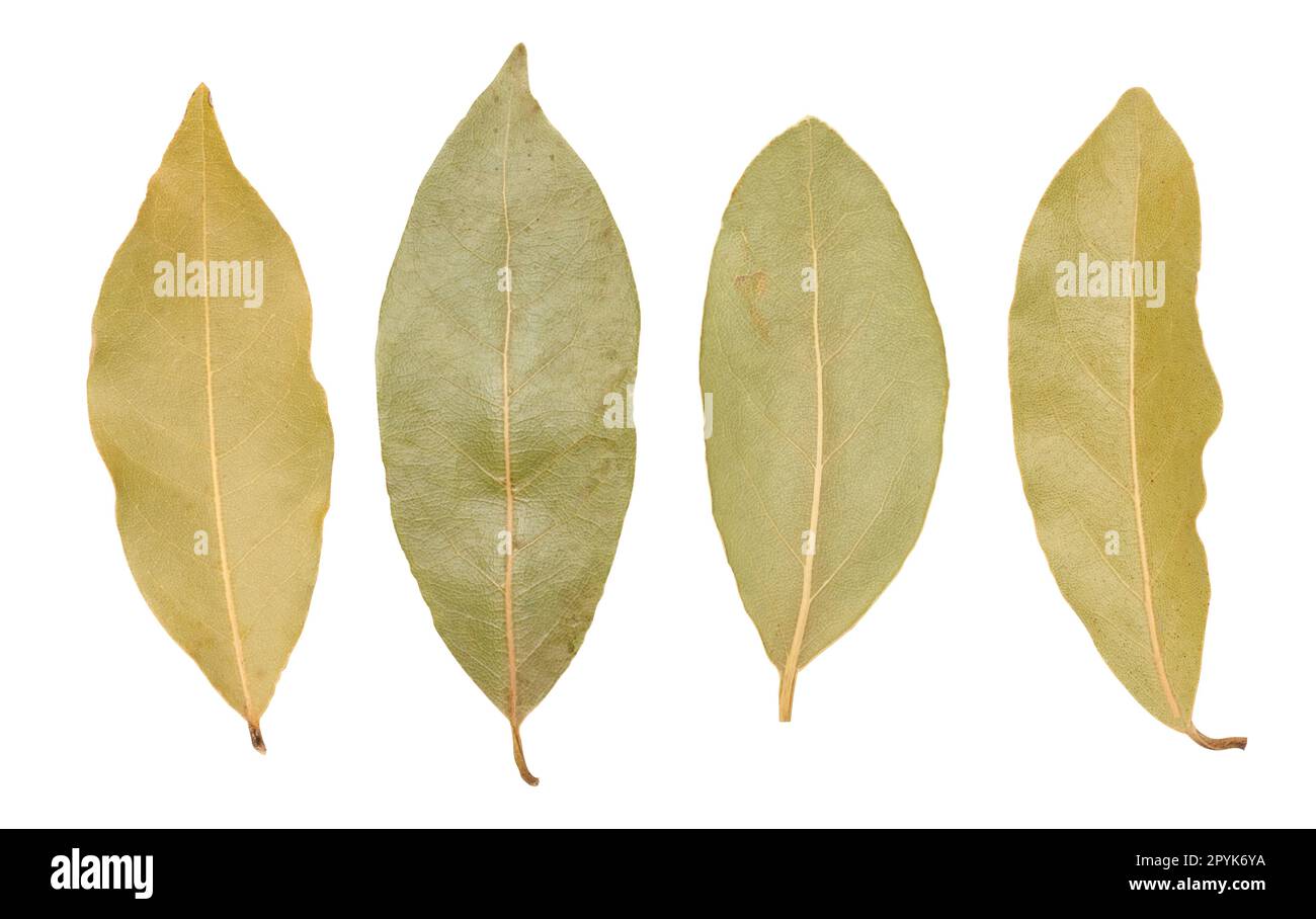 Bay leaves background hi-res stock photography and images - Alamy