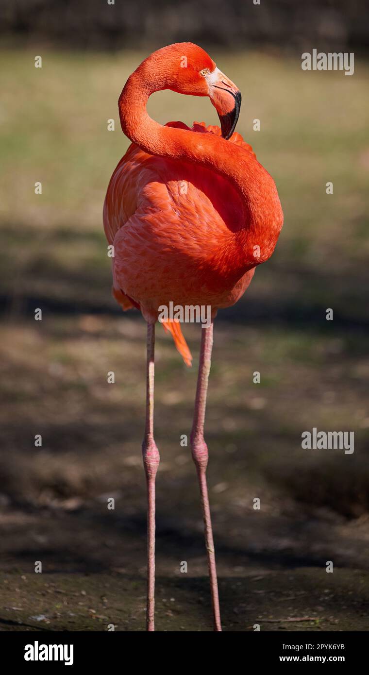 Pink flamingo stands in nature, wild bird Stock Photo - Alamy
