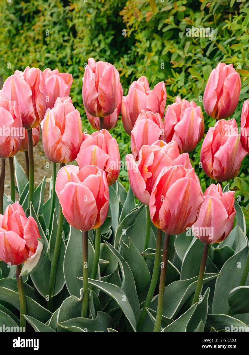 Tulip Pretty Princess Stock Photo - Alamy