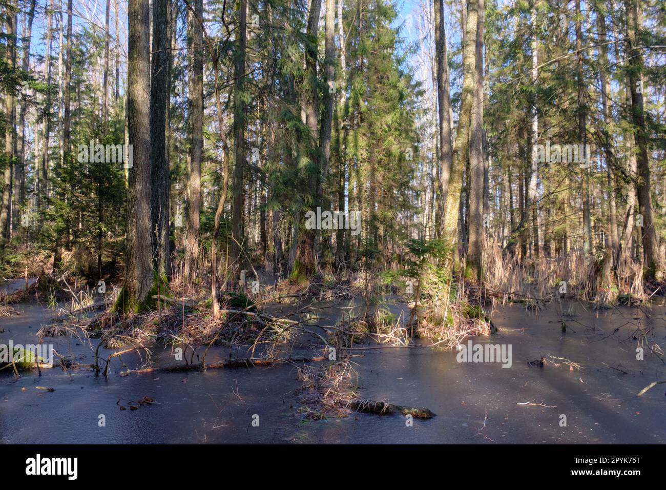 Coniferous forest sun light hi-res stock photography and images - Alamy