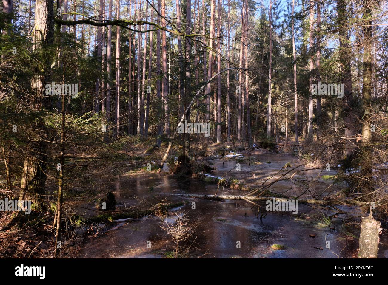 Beautiful winter forest coniferous hi-res stock photography and images ...