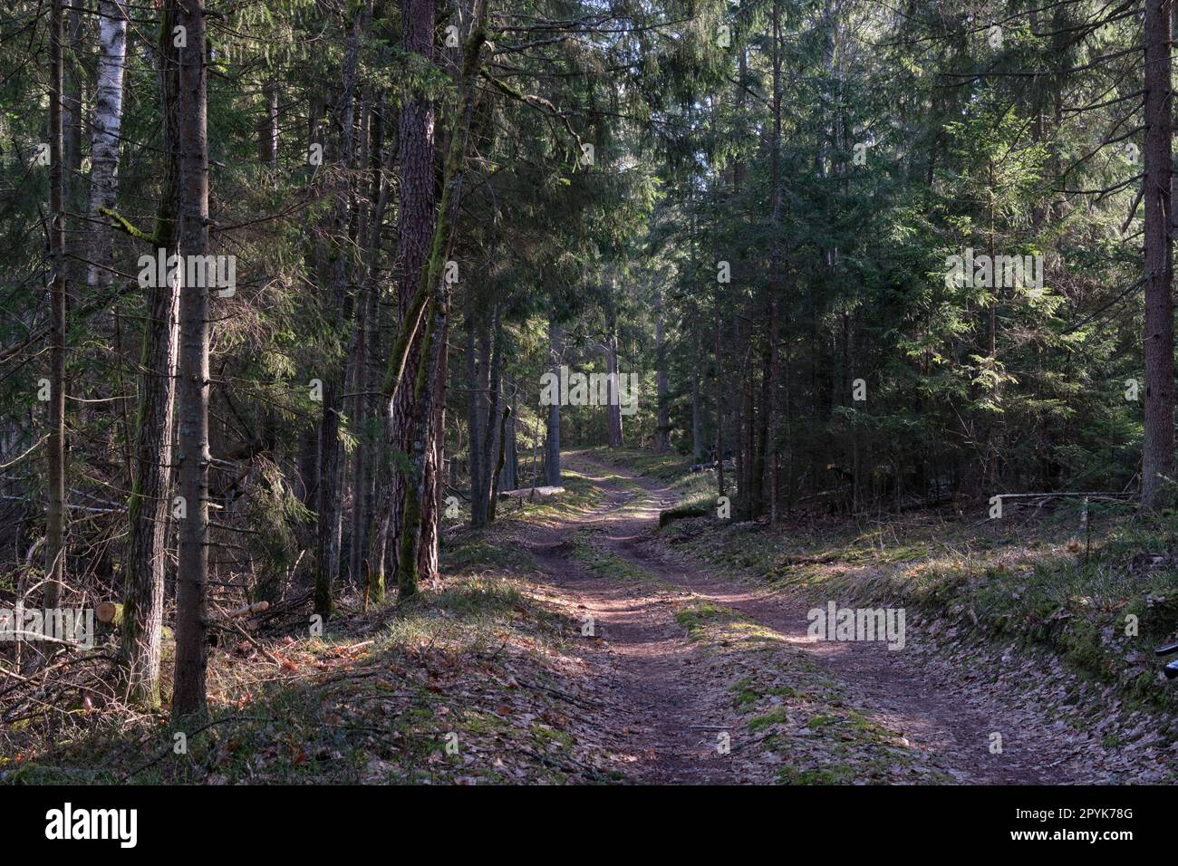 Dirt road crossing coniferous forest Stock Photo - Alamy