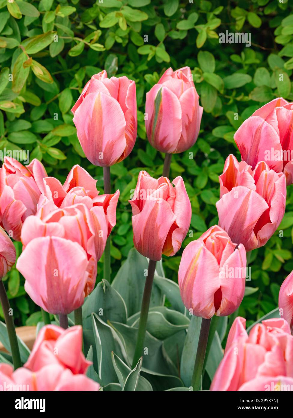 Tulip Pretty Princess Stock Photo - Alamy