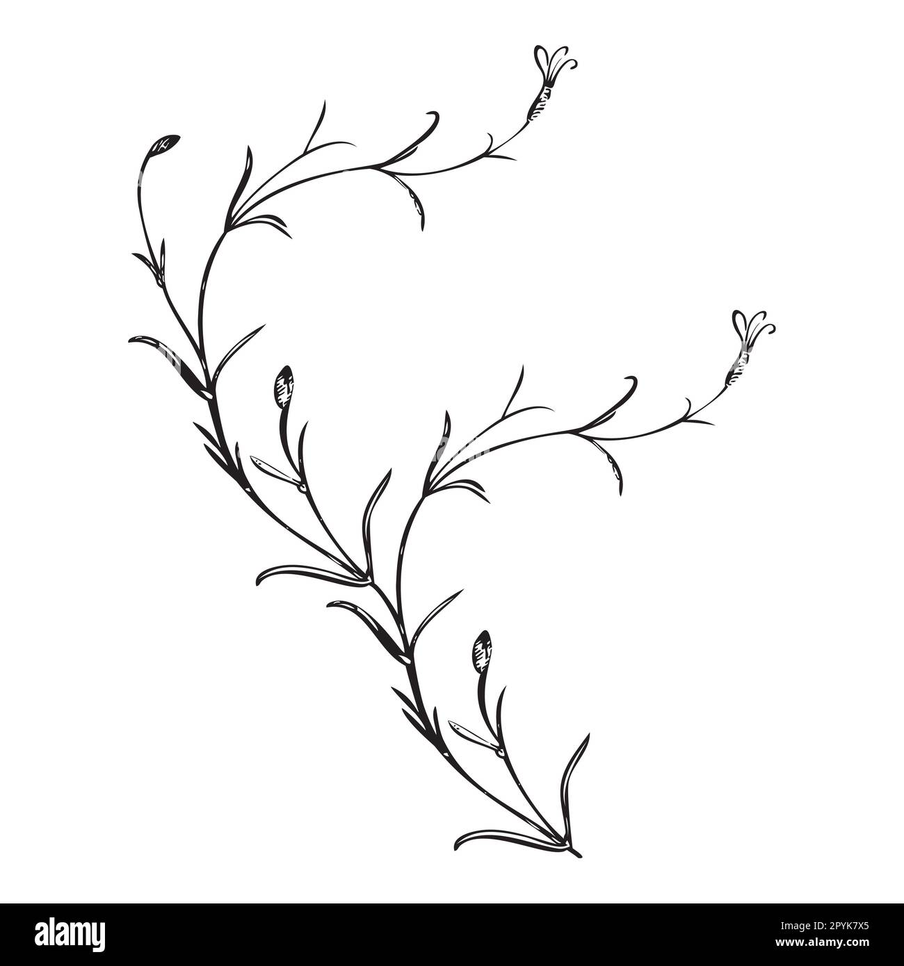 Botanical hand drawn plant, bouquet isolated on background. Spring ...