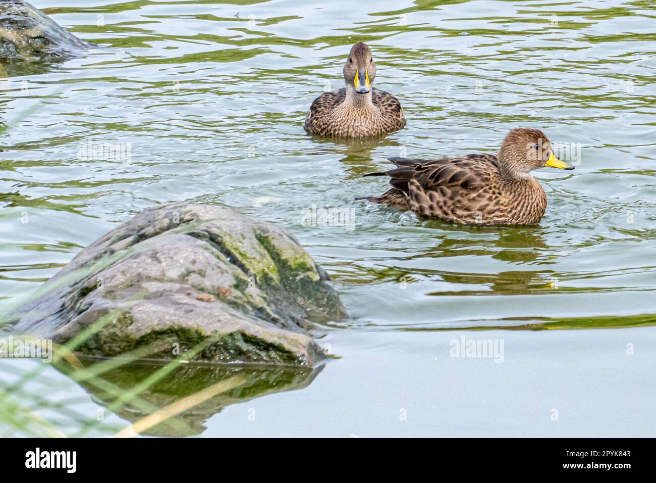 Small, mottled, predominantly brown Sharp-tailed Ducks (Anas georgica ...