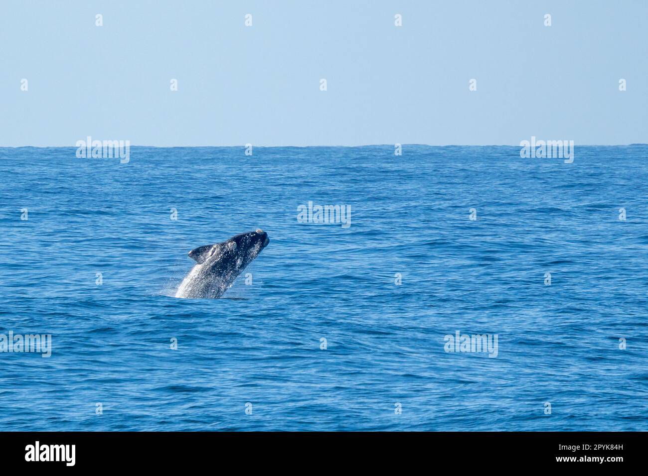 Dusky dolphin fish hi-res stock photography and images - Alamy