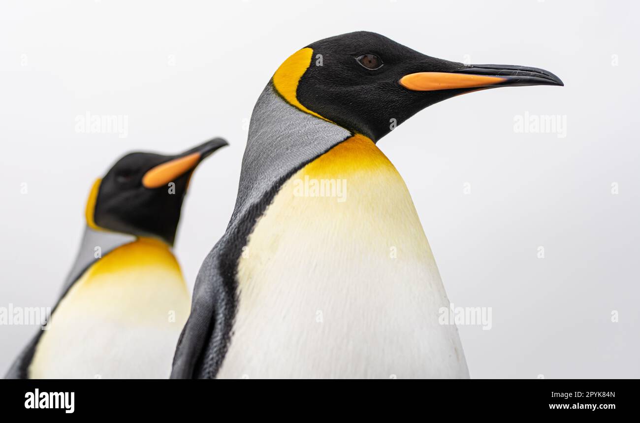 Lateral close-up of the head of a pretty king penguin, cropped against ...