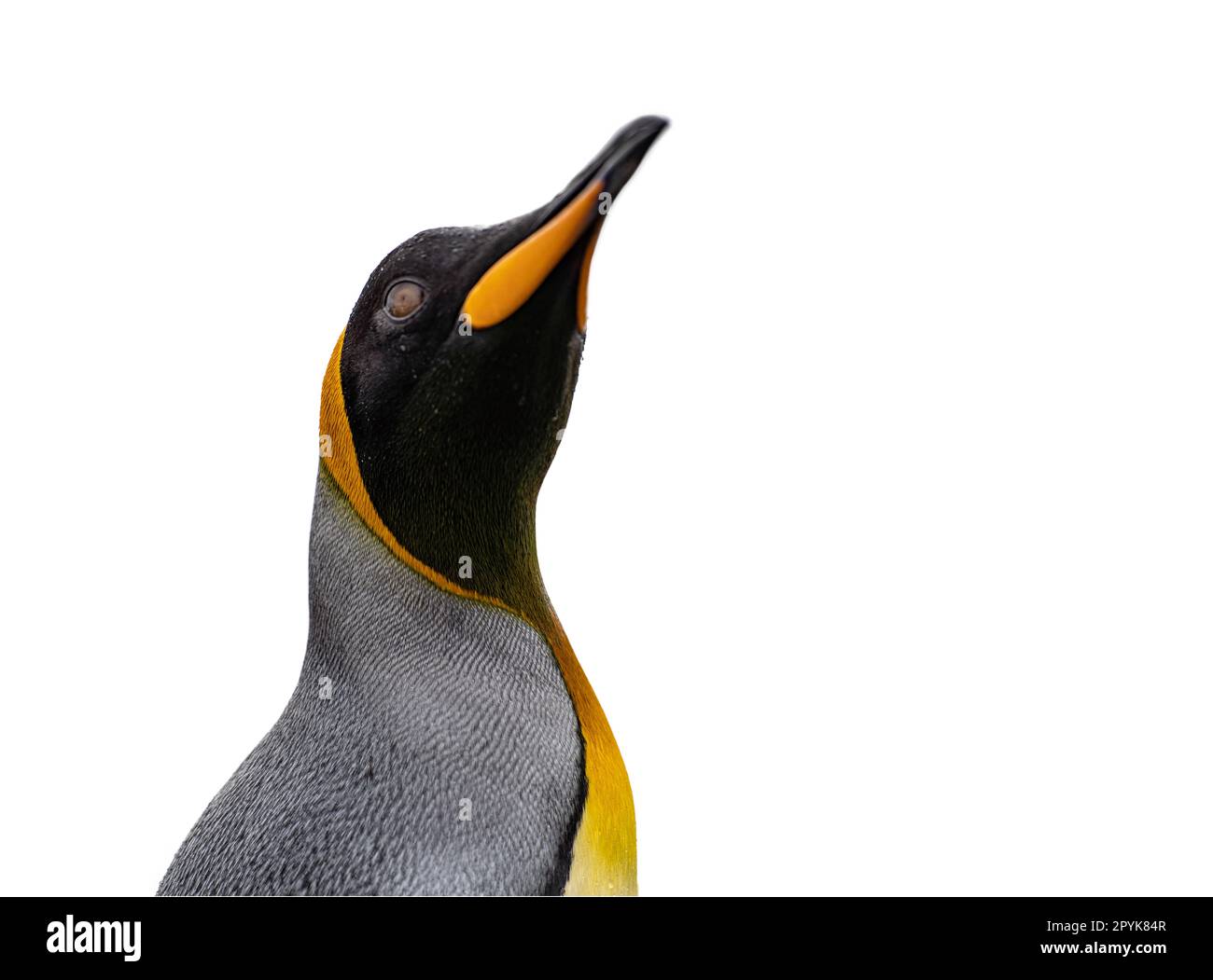 Lateral close-up of the head of a pretty king penguin, cropped against ...