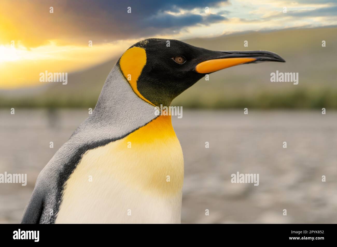 Lateral close-up of the head of a pretty king penguin, cropped against ...