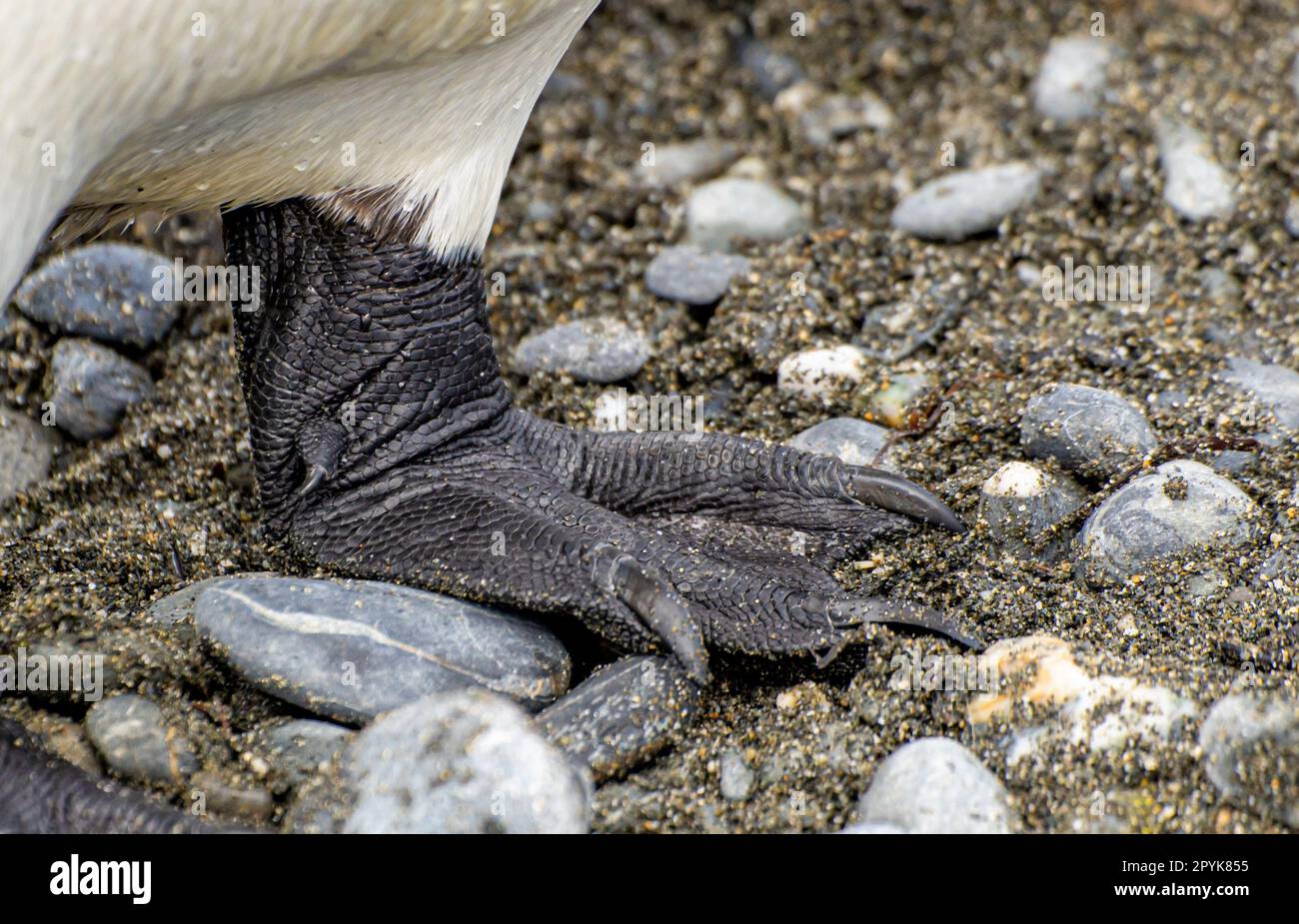 Detail photo - close-up of the black foot (the flippers) of a king ...