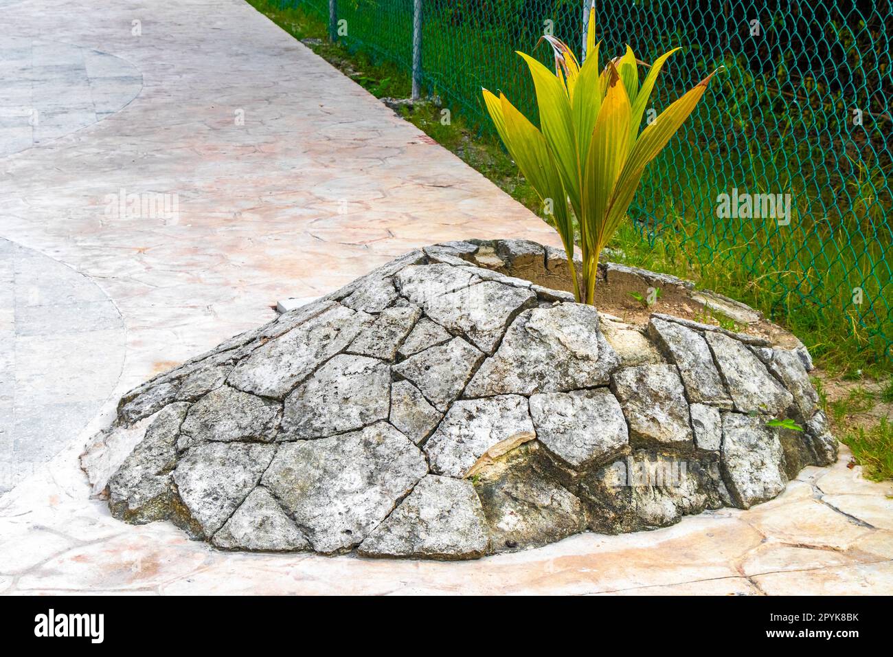 Tropical natural palm tree palms blue sky in Mexico Stock Photo - Alamy