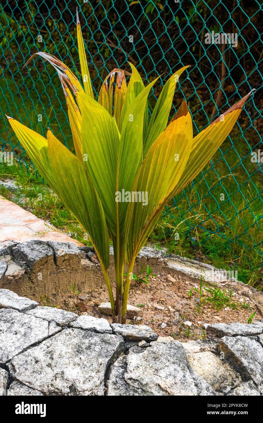 Palm trees colorful fruit hi-res stock photography and images - Alamy