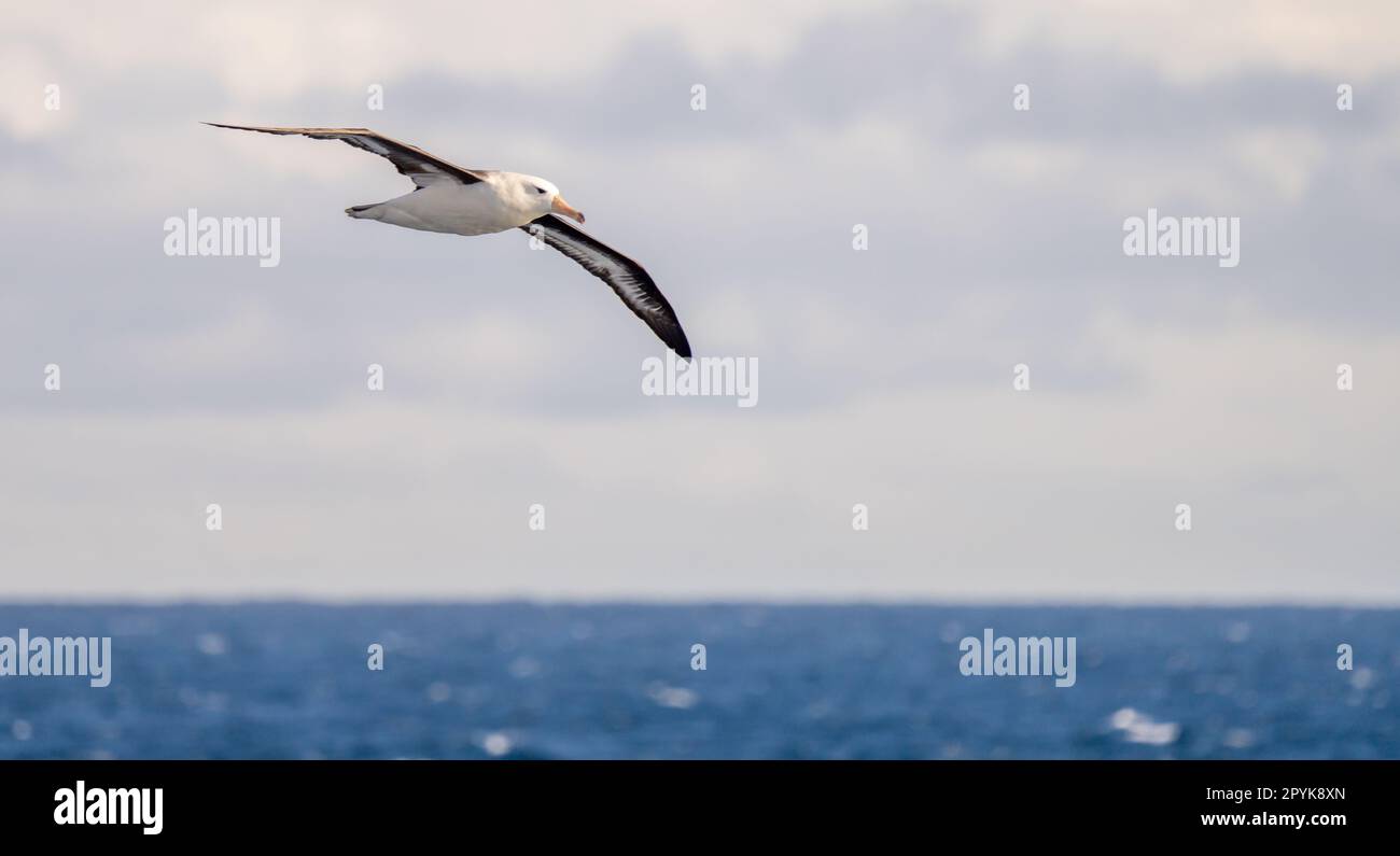 Wandering albatross (Diomedea exulans) - the bird with the largest ...