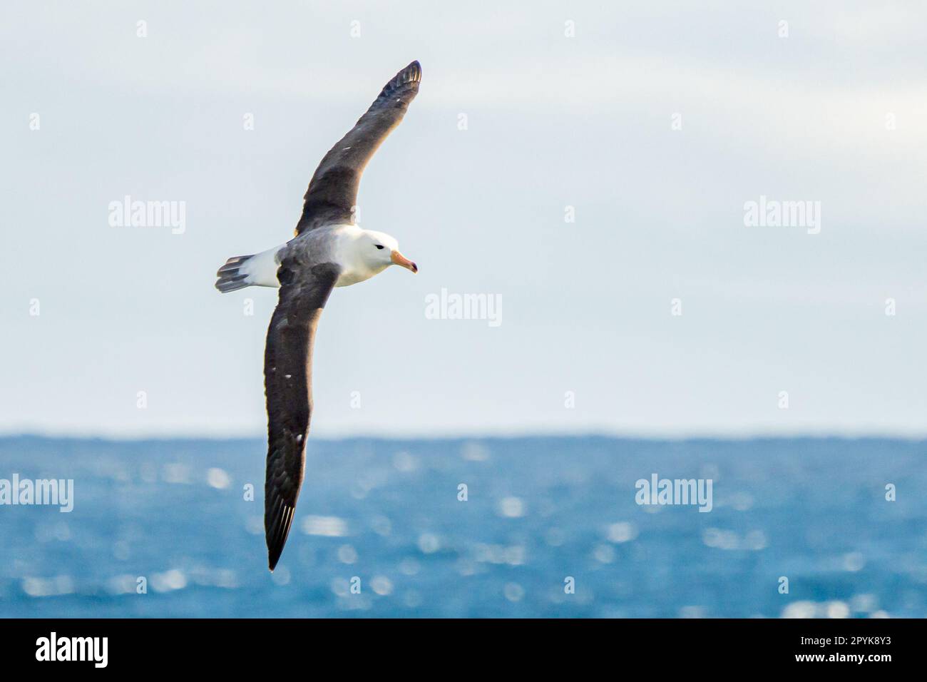 Wandering albatross (Diomedea exulans) - the bird with the largest ...