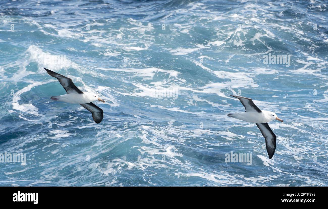 Black-browed Albatross (Thalassarche melanophris) in flight over the ...