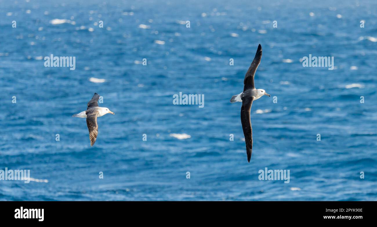 Wandering albatross (Diomedea exulans) - the bird with the largest ...