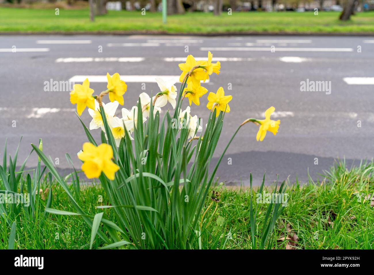 Blooming road hi-res stock photography and images - Alamy