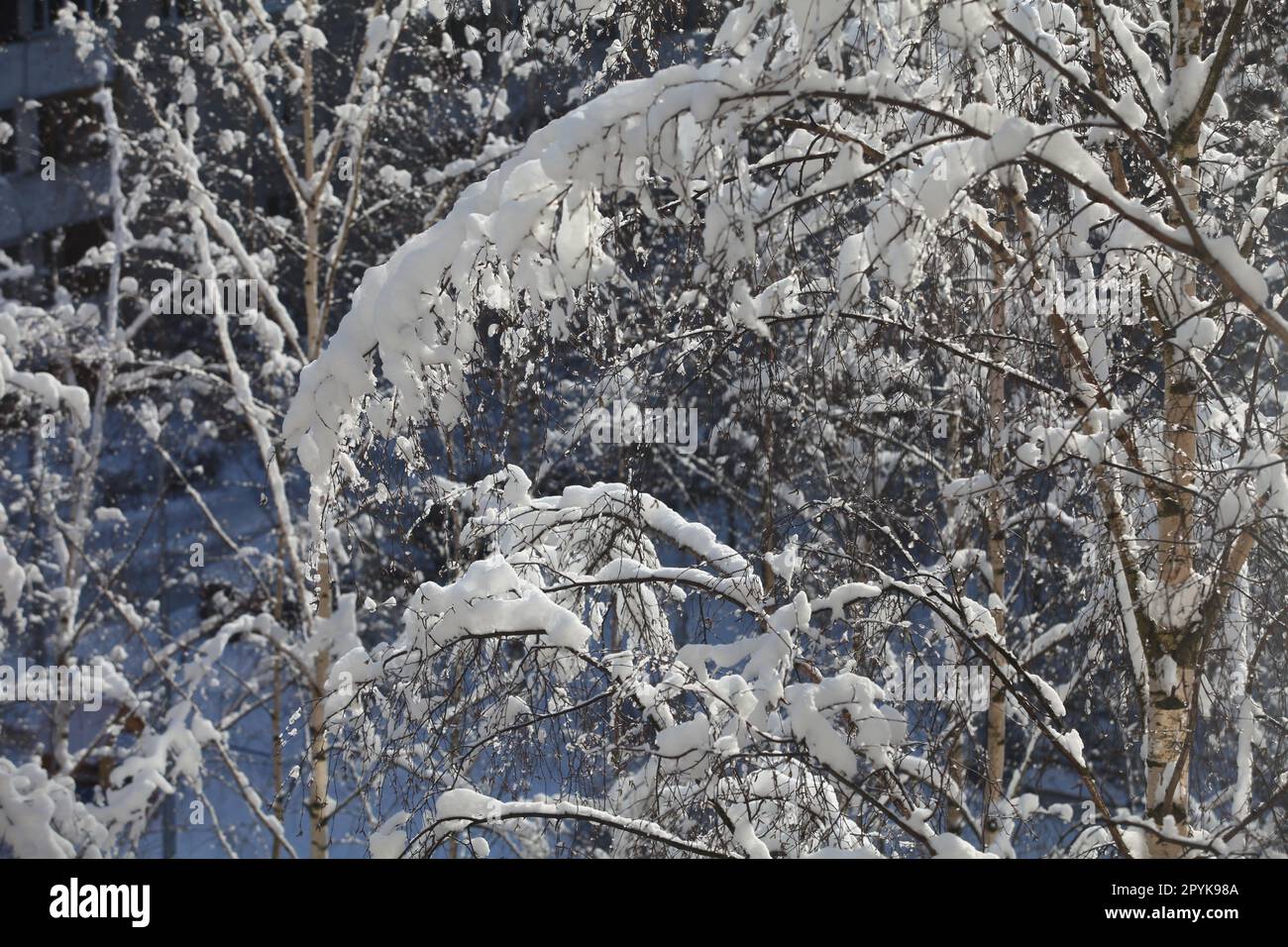 View of branches of a tree hi-res stock photography and images - Alamy