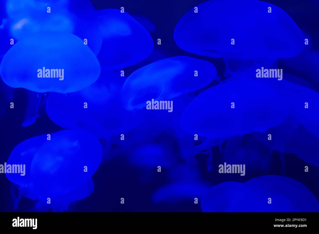 Marine background fish moon hi-res stock photography and images - Alamy