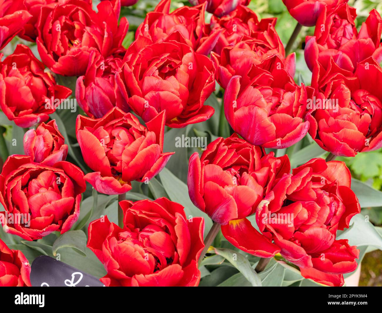 Tulip 'Red Princess' Stock Photo - Alamy