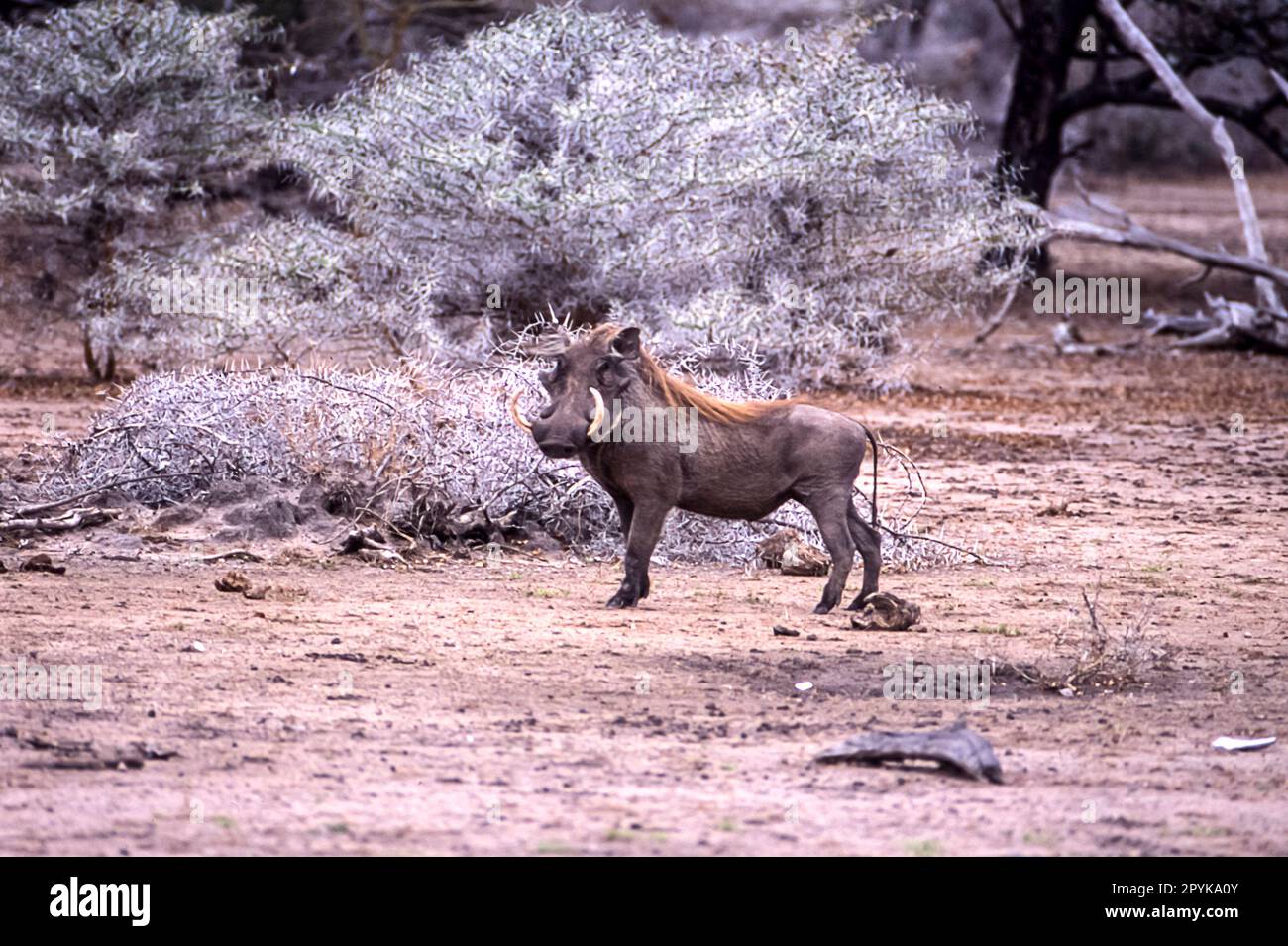 African warthog phacochoerus aethiopicus hi-res stock photography and ...