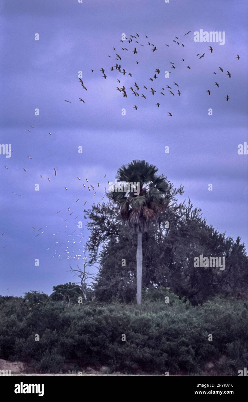 Rufiji hi-res stock photography and images - Alamy