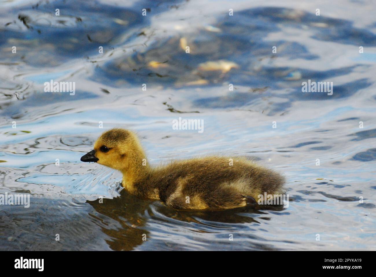 Six lake plateau hi-res stock photography and images - Alamy