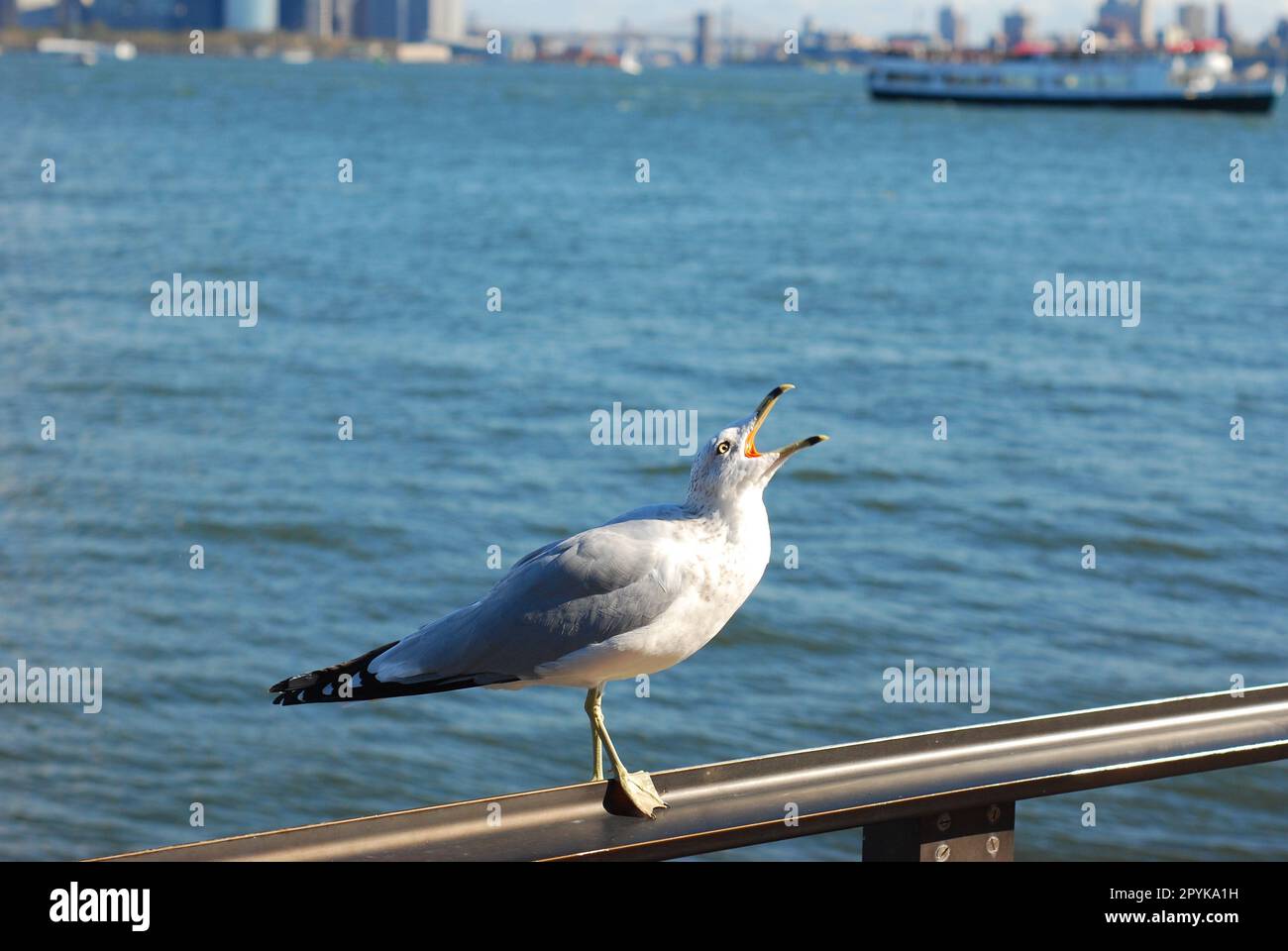 Birds on beach coney island hi-res stock photography and images - Alamy