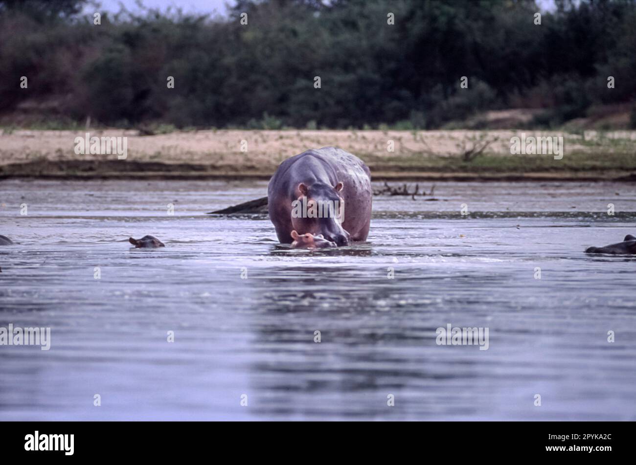 Rufiji river hippo hi-res stock photography and images - Alamy