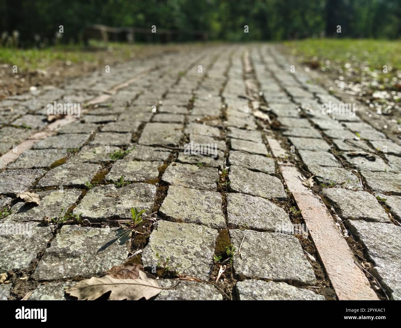 Cobblestone ground covered with dry leaves in the sunlight. Old pavers ...