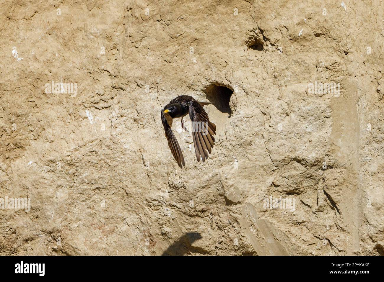 Flying starling hi-res stock photography and images - Alamy