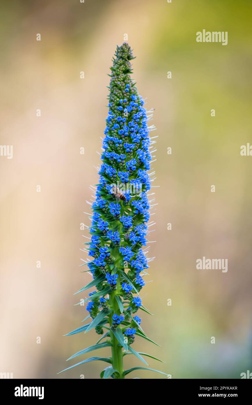 purple blossom echium candicans plant, butterfly perched, endemic ...