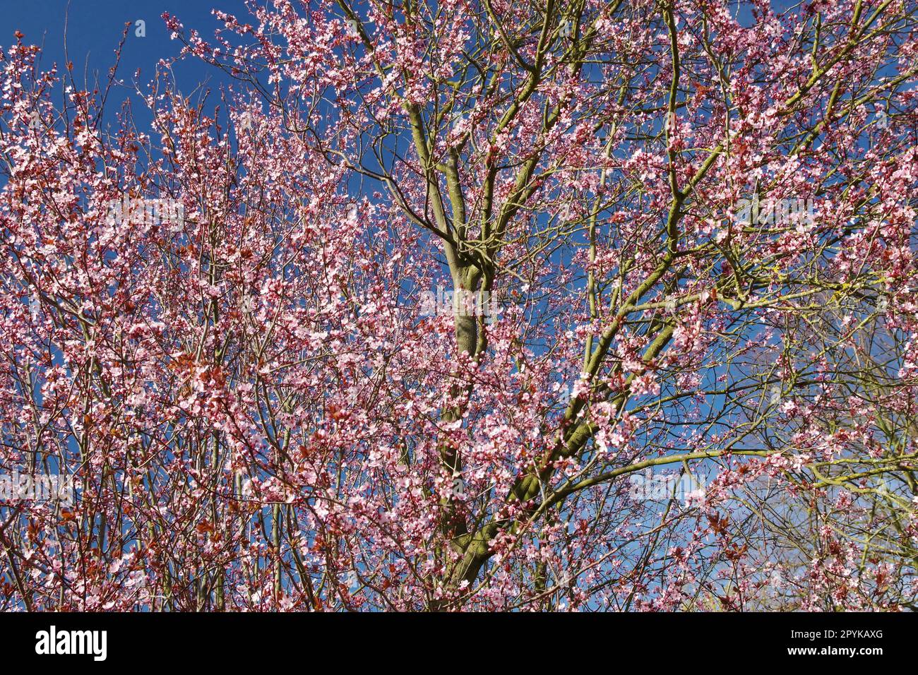 Spring, cherry tree blossom in Germany, Western Europe Stock Photo - Alamy