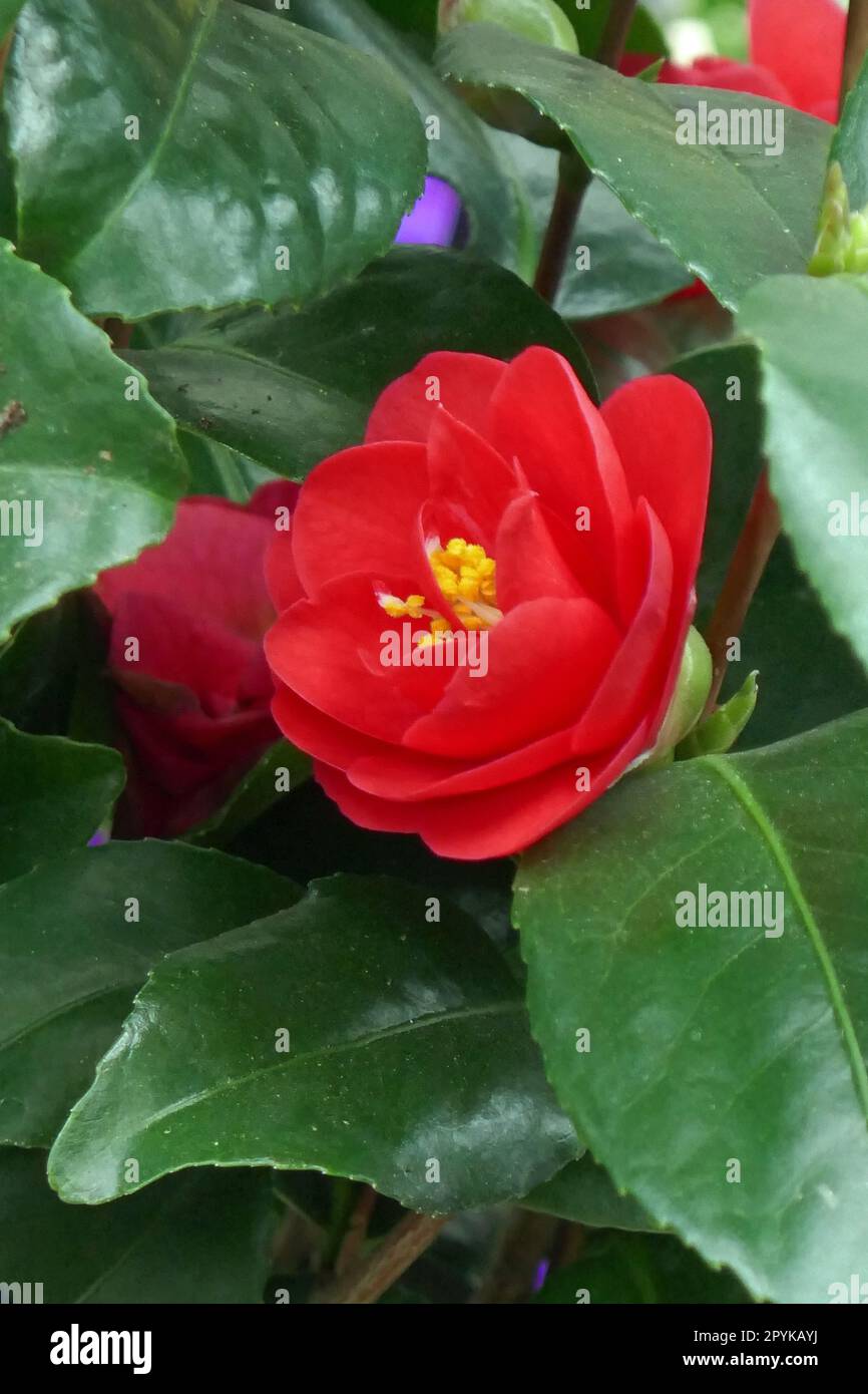 Rote kamelienbla te hi-res stock photography and images - Alamy