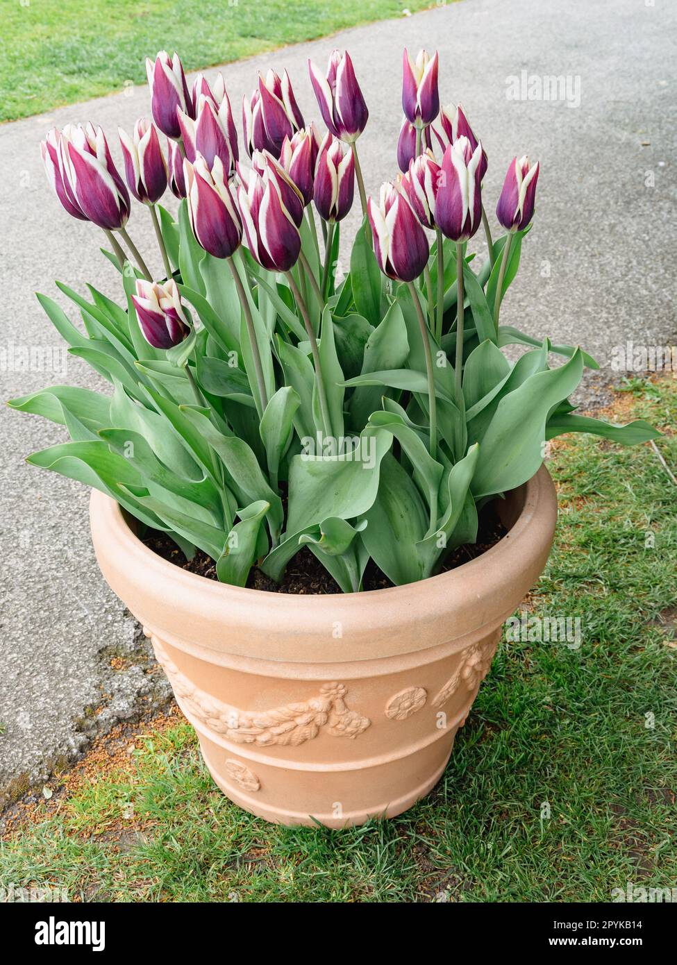 Tulip chansonette hi-res stock photography and images - Alamy
