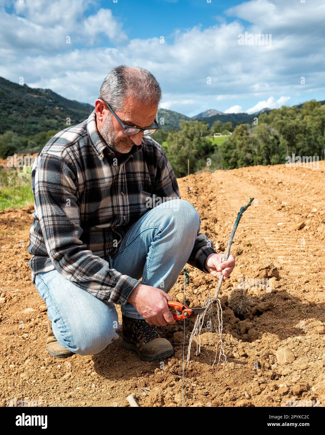 Farmer plants new vines in the vineyard. Agriculture Stock Photo - Alamy