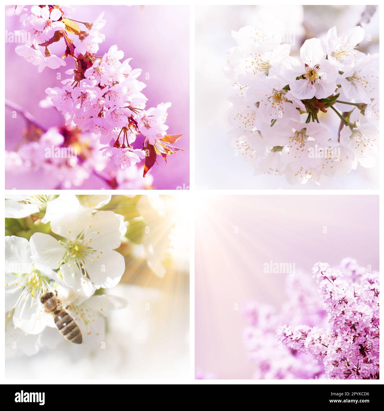 Beautiful branch of blossoming tree in spring Stock Photo - Alamy