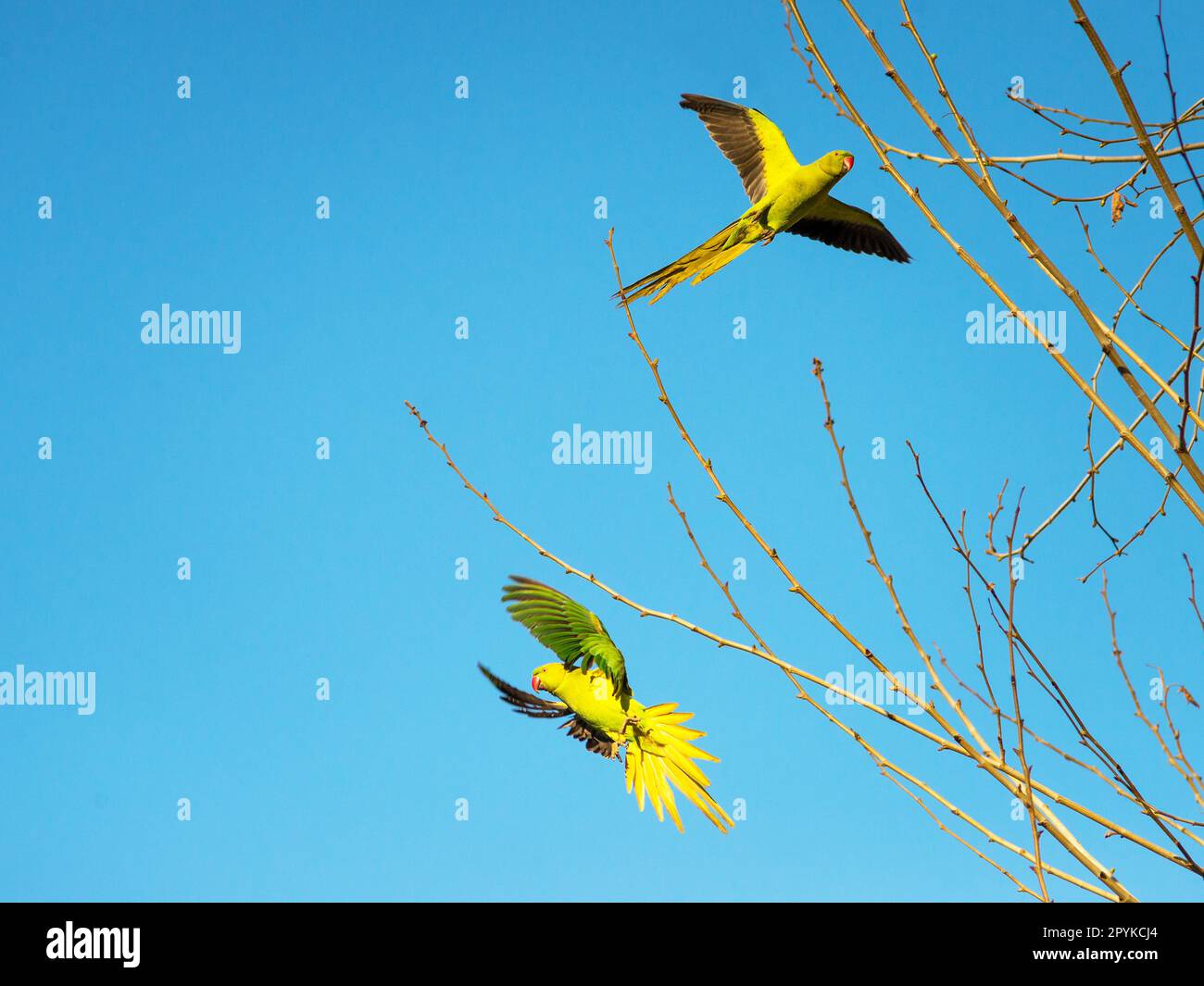 Green parakeet couple in Rome flying Stock Photo - Alamy
